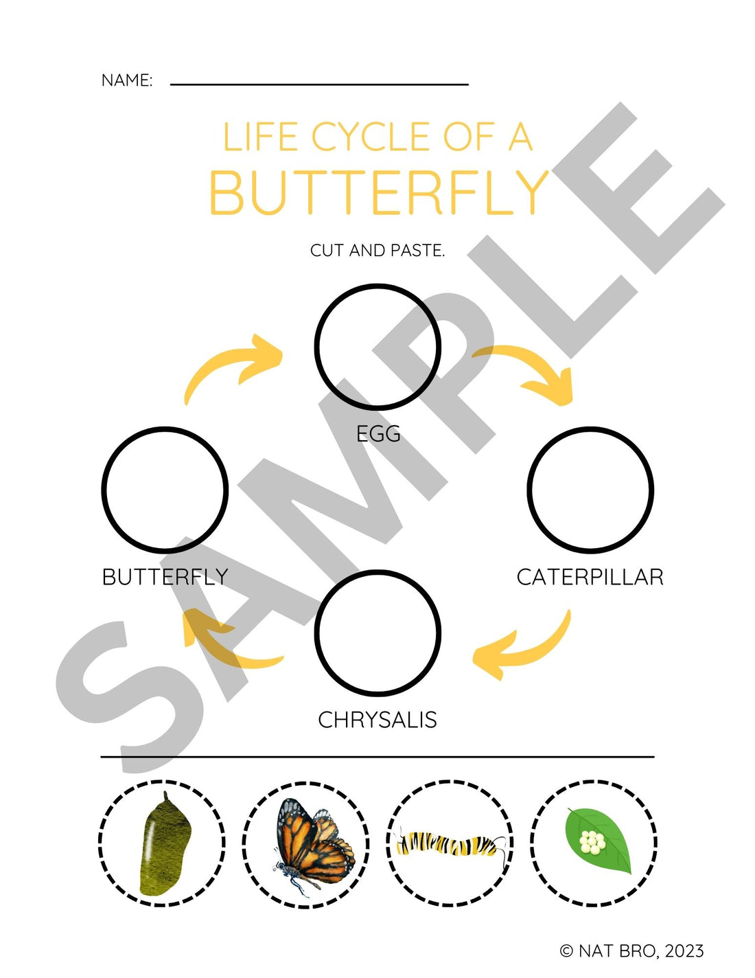 Animal Life Cycle Series: The Butterfly – Nuggets of Wisdom